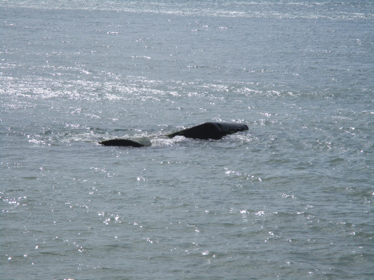 South Marine Drive Park | Hiking the GTA