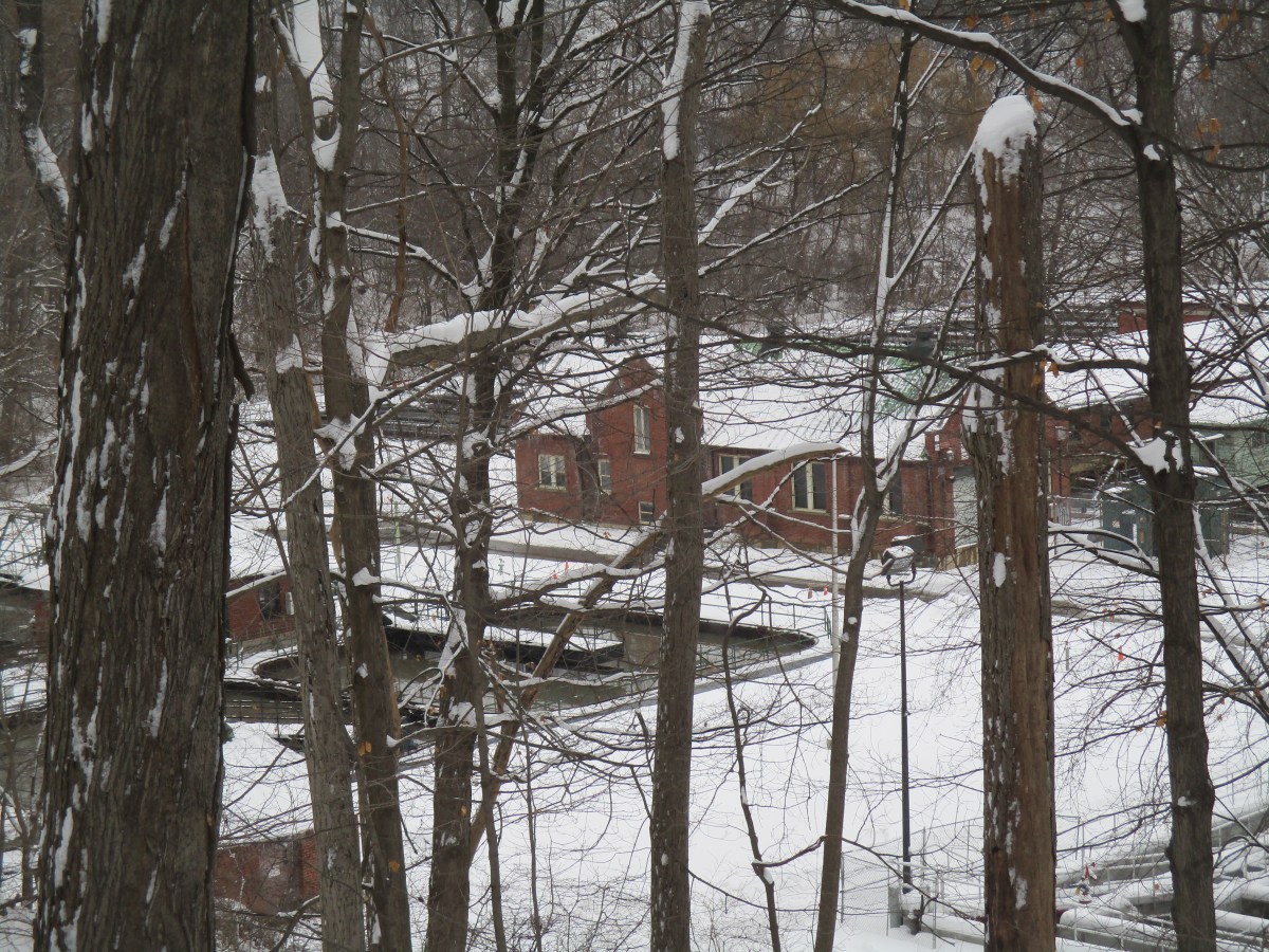 Crothers Woods | Hiking the GTA