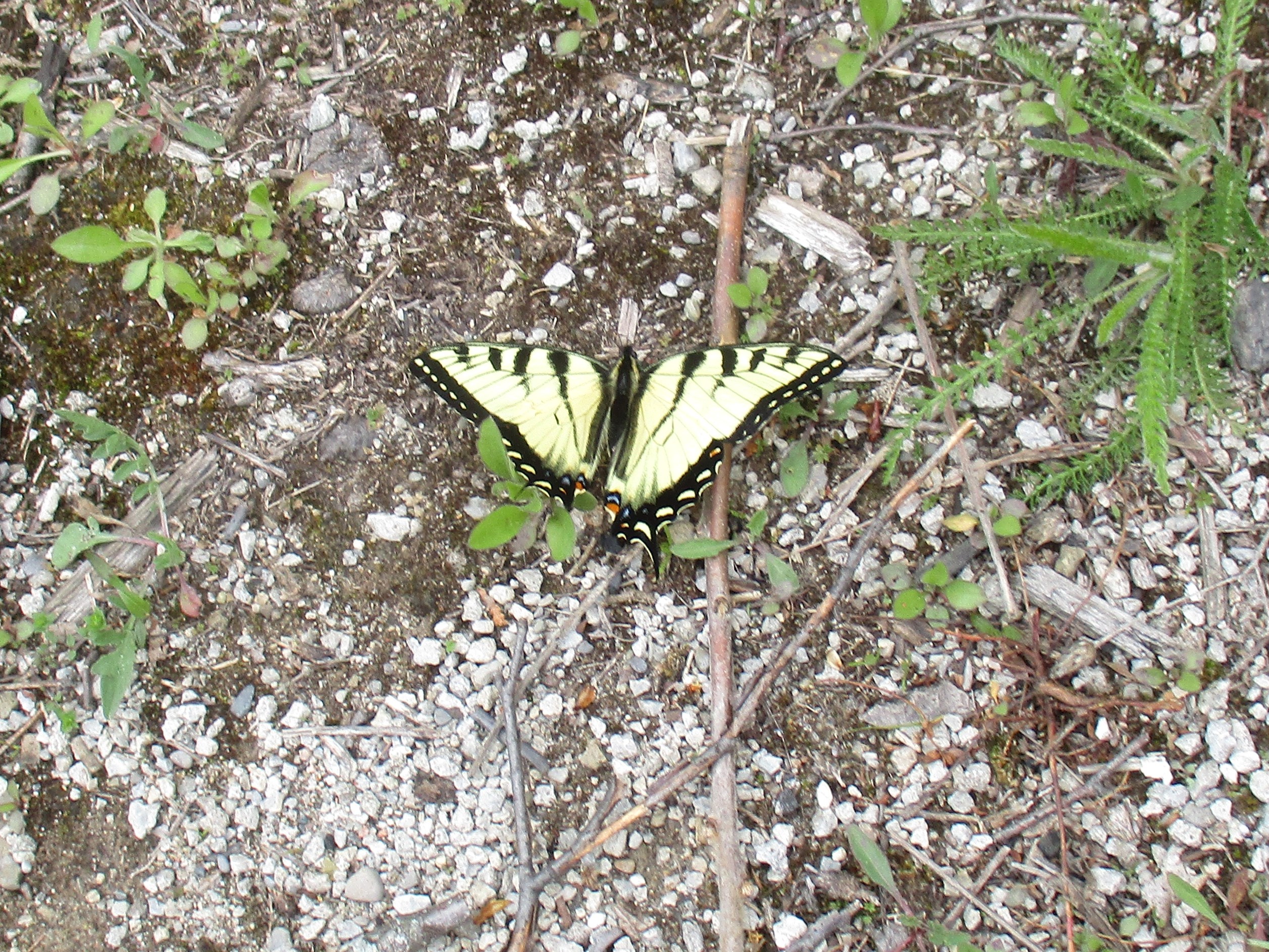 Mount Nemo | Hiking the GTA