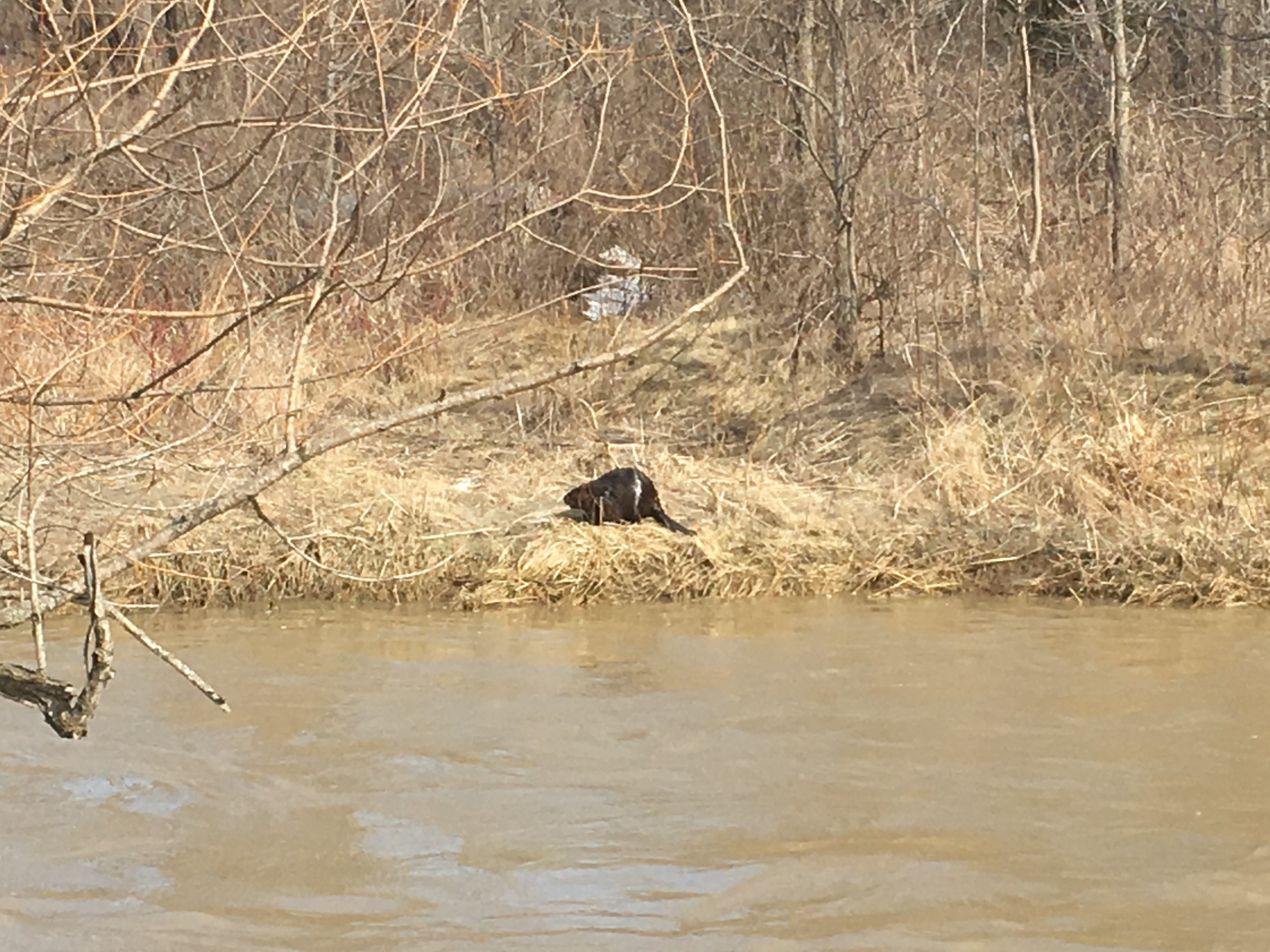 Boyd Conservation Area | Hiking the GTA