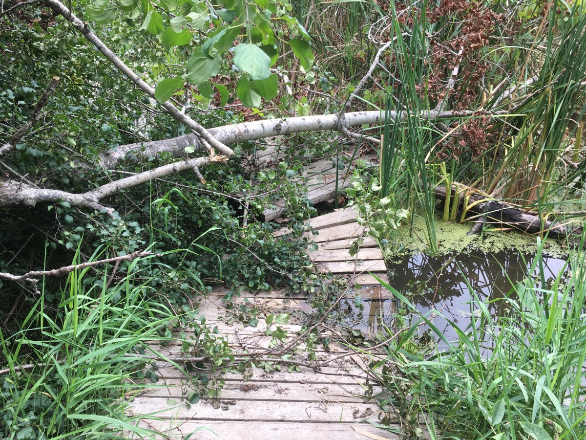 Altona Forest | Hiking the GTA