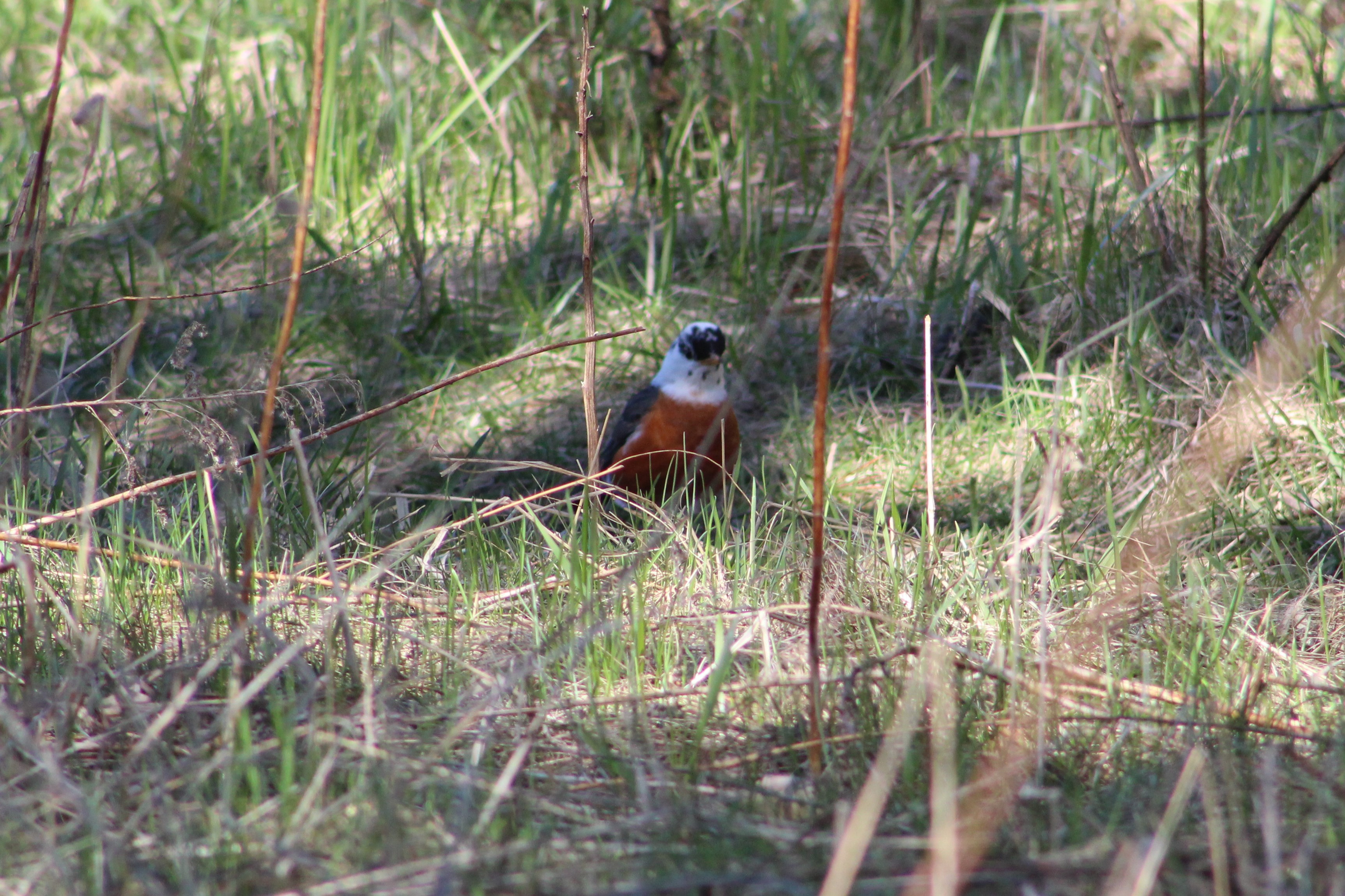 The Leucistic Robin | Hiking the GTA