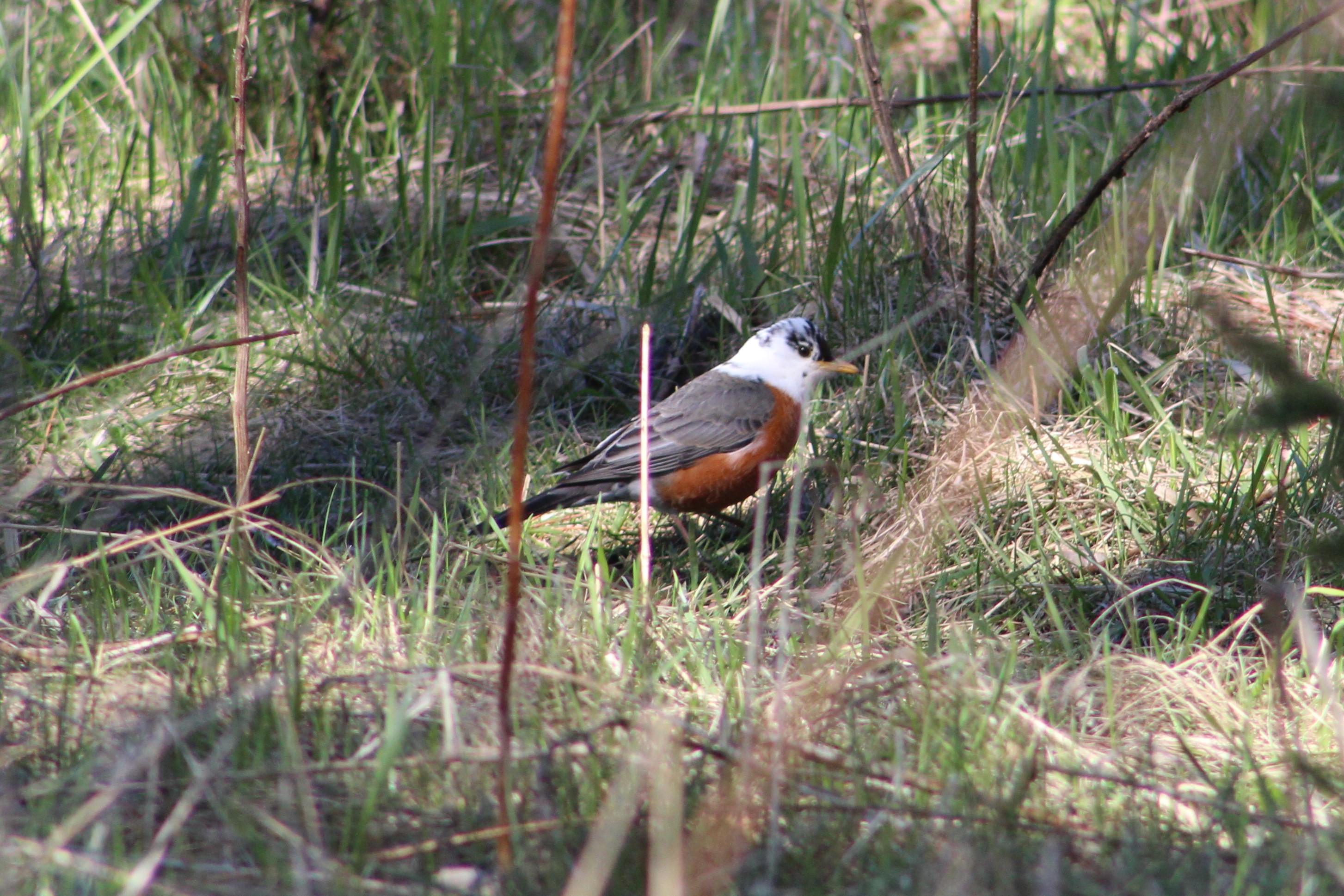 The Leucistic Robin | Hiking the GTA