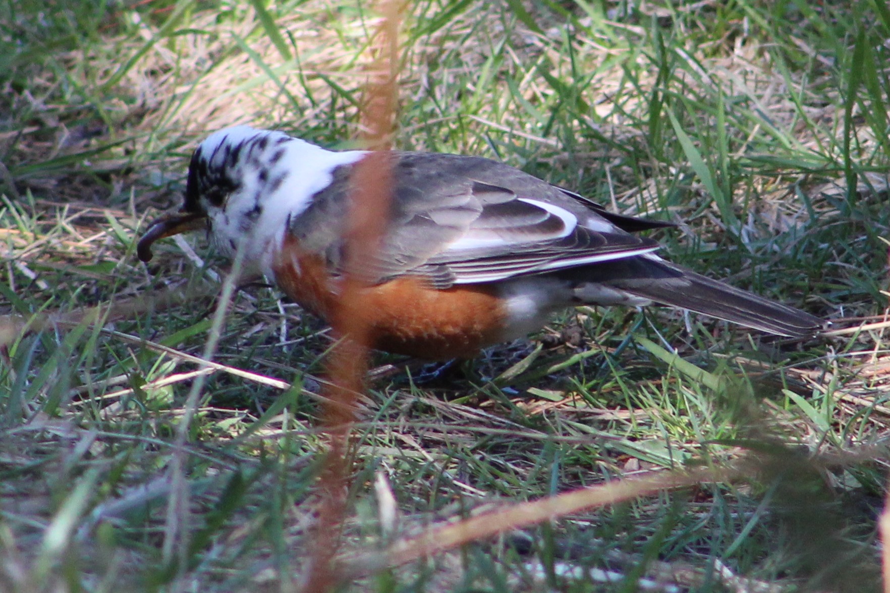 The Leucistic Robin | Hiking the GTA