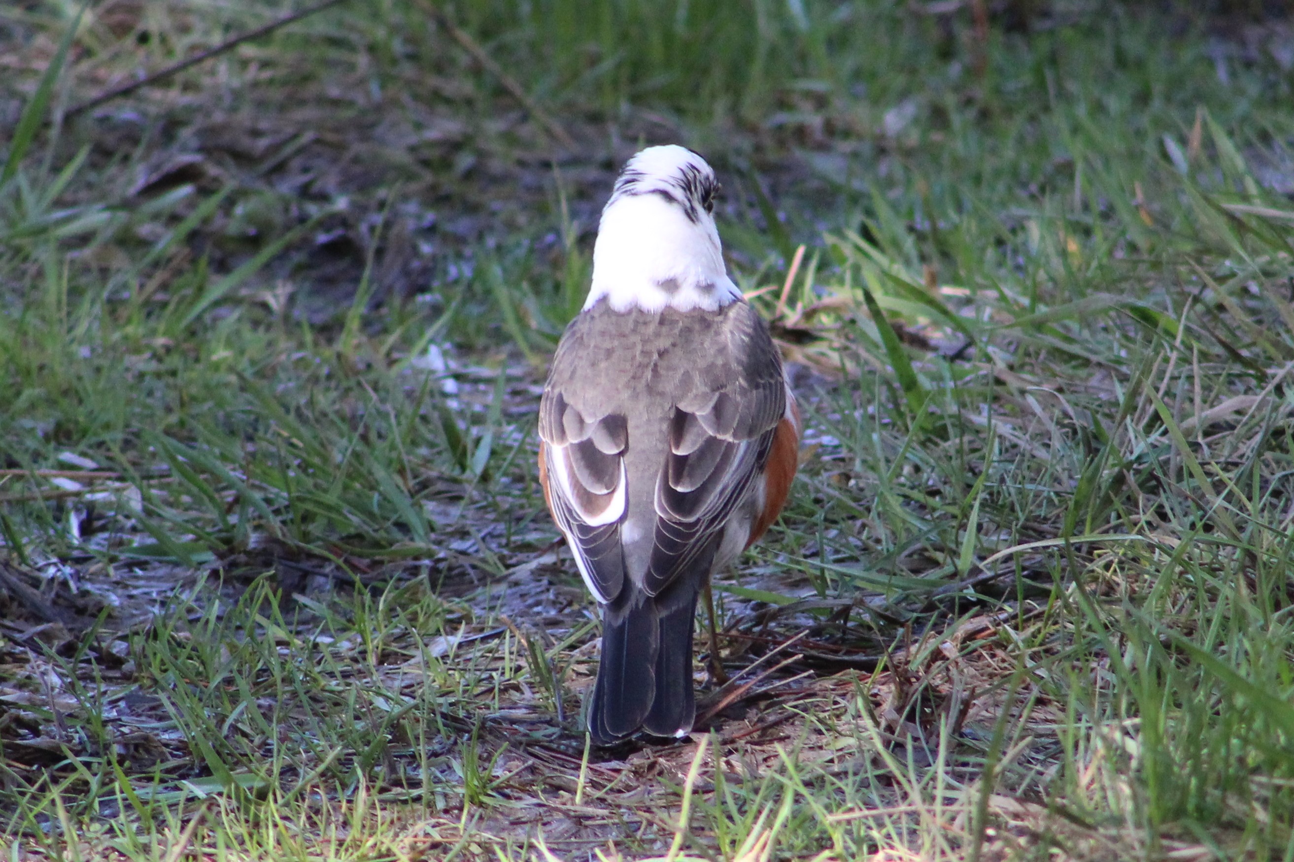 The Leucistic Robin | Hiking the GTA
