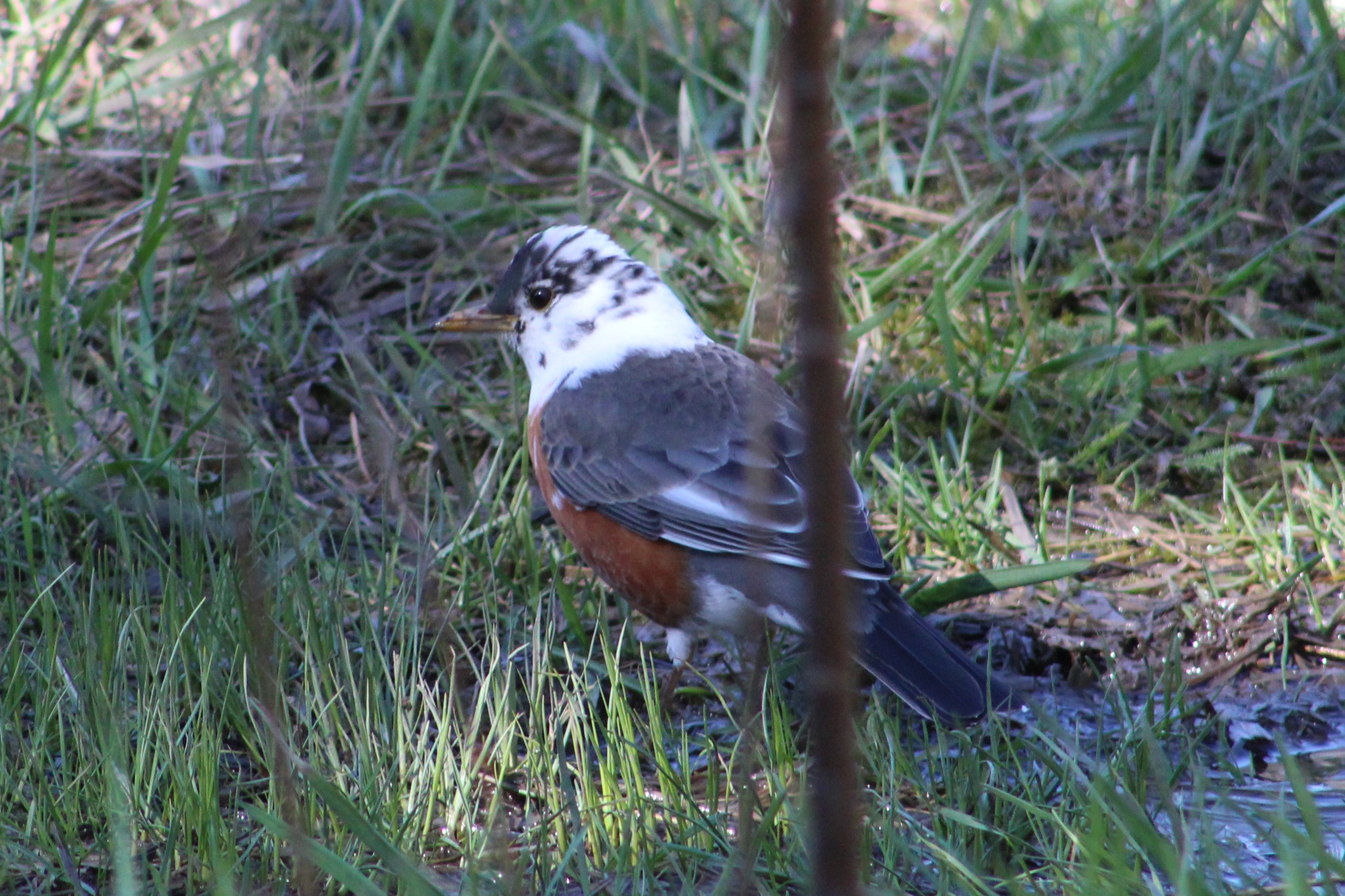 The Leucistic Robin | Hiking the GTA