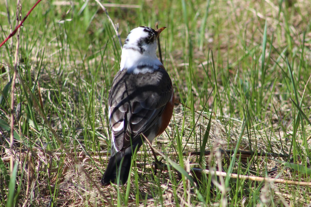 The Leucistic Robin | Hiking the GTA