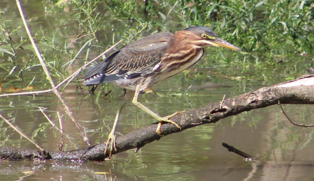 Birds of the GTA | Hiking the GTA