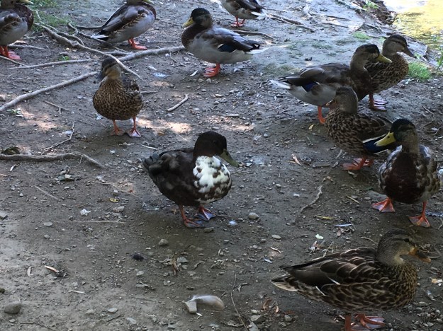 Hurricane Hazel – Raymore Drive | Hiking the GTA