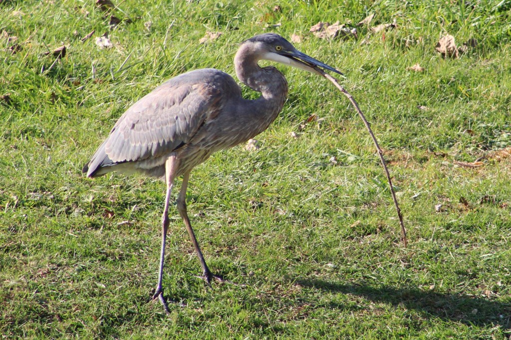 Birds of the GTA | Hiking the GTA