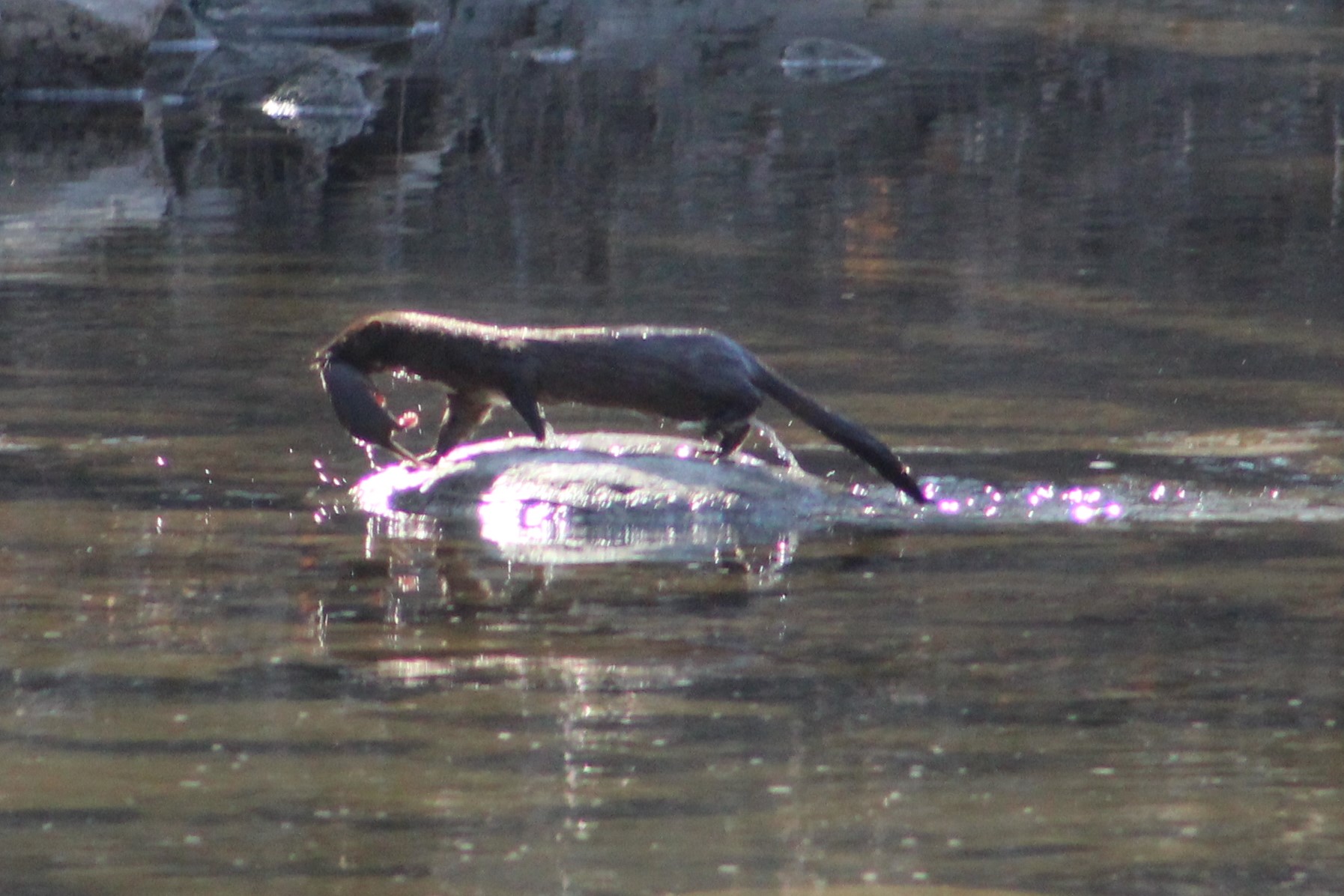 Mink Kits | Hiking the GTA
