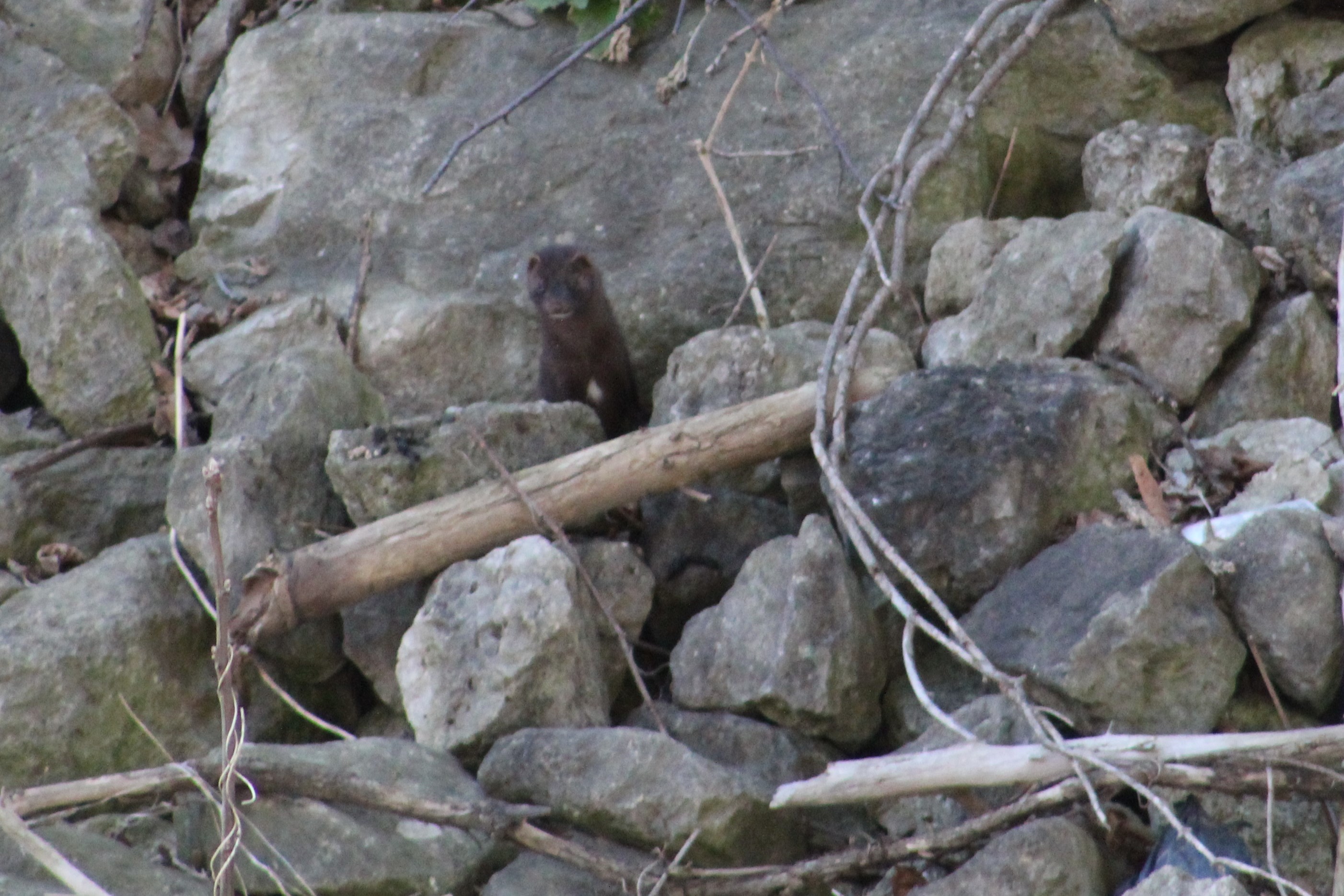 Mink Kits | Hiking the GTA