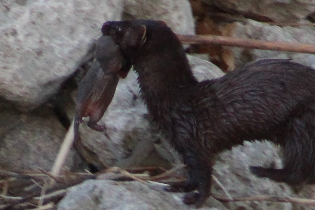 Mink Kits | Hiking the GTA