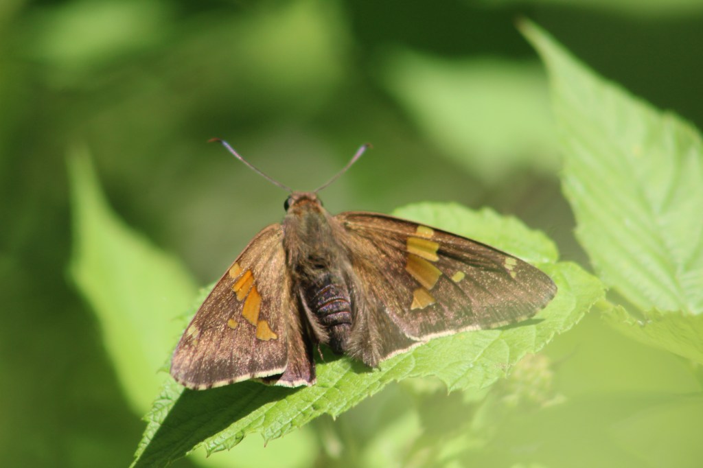 Britton Tract – Halton Region Forest | Hiking the GTA