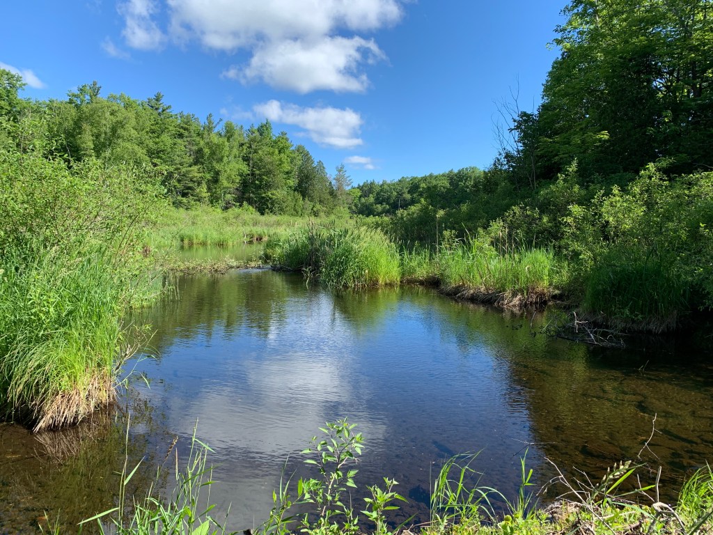Britton Tract – Halton Region Forest | Hiking the GTA