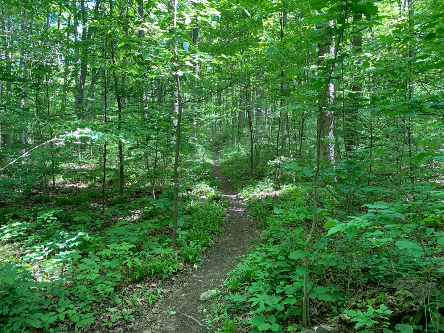 Britton Tract – Halton Region Forest | Hiking the GTA