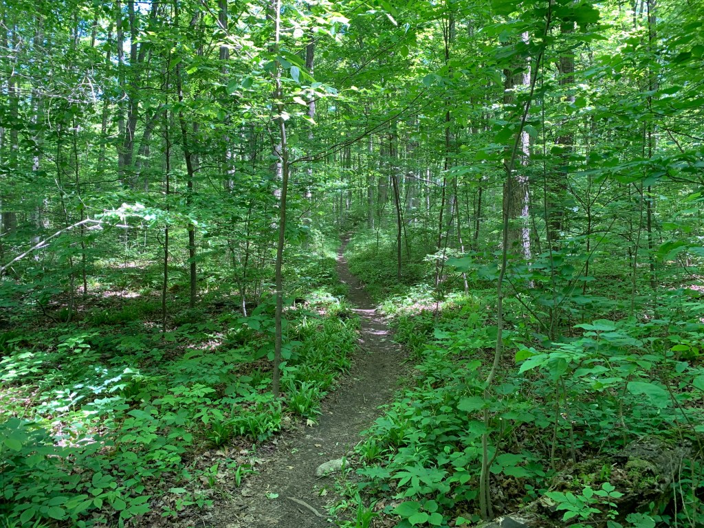 Britton Tract – Halton Region Forest | Hiking the GTA