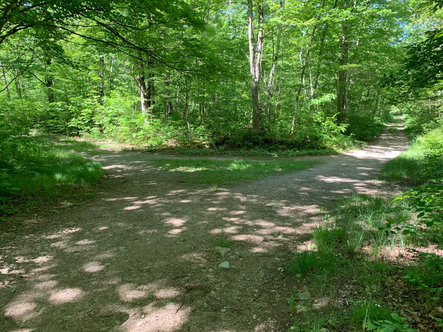 Britton Tract – Halton Region Forest | Hiking the GTA