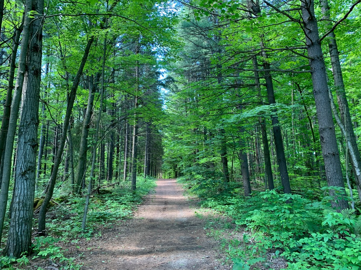 Britton Tract – Halton Region Forest | Hiking the GTA