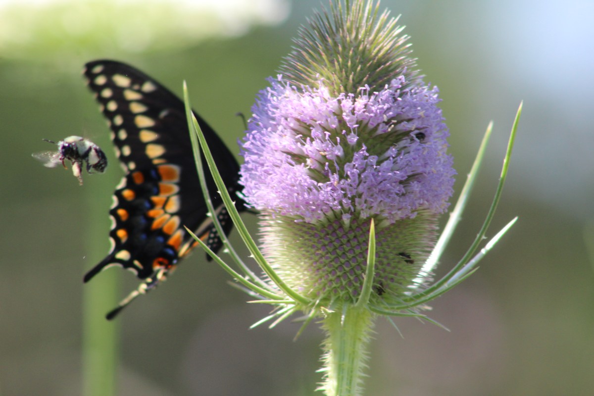 William T. Foster Woods | Hiking the GTA