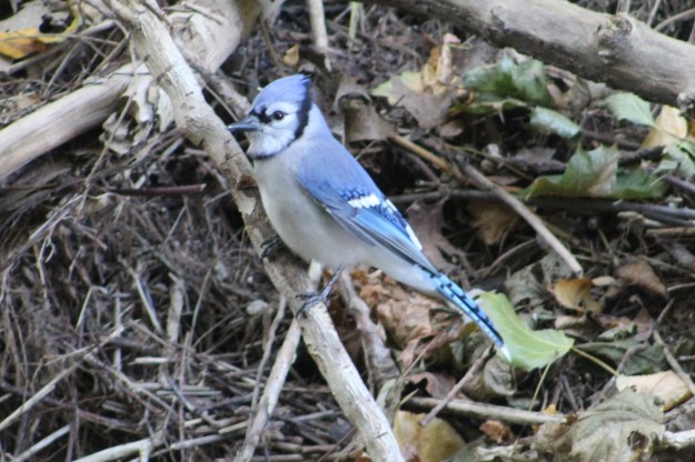 Lower Don Trail | Hiking the GTA