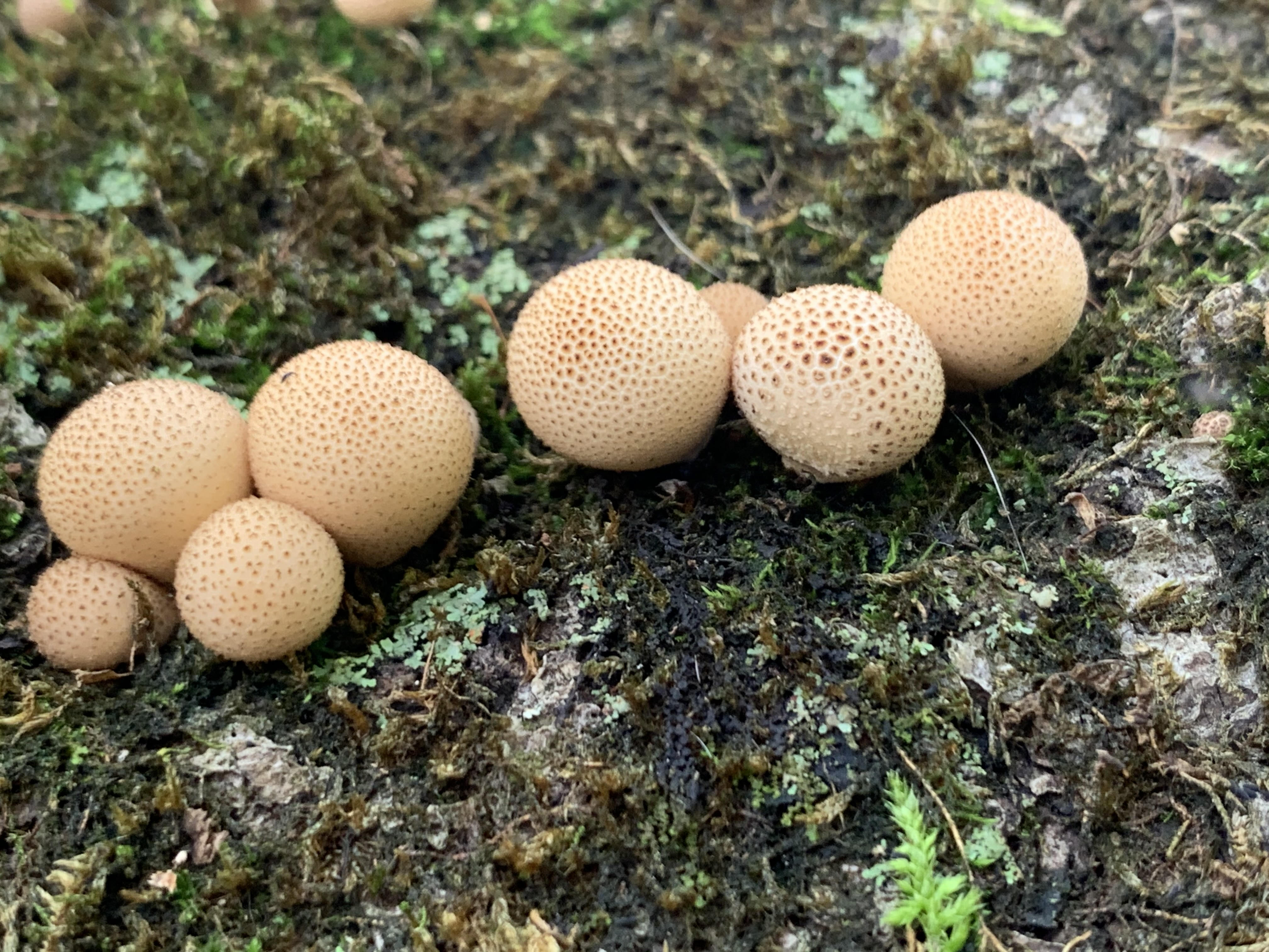 The Credit River – Georgetown | Hiking the GTA