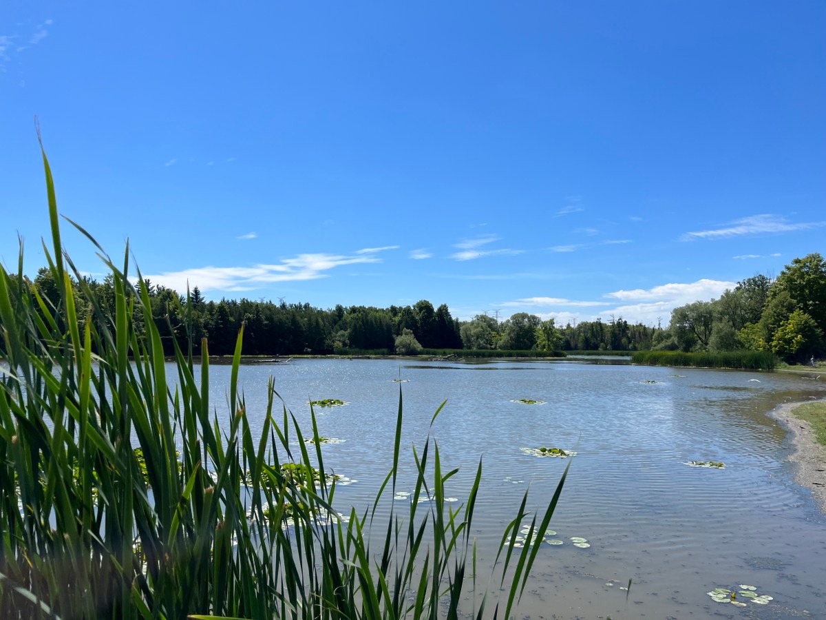 Milne Dam Conservation Area 2022 | Hiking the GTA